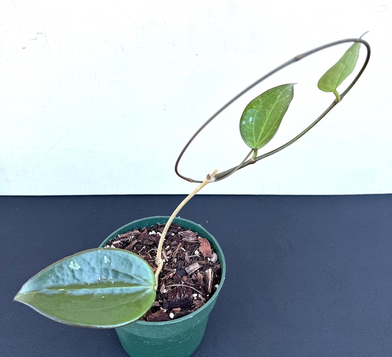 Hoya AH Black Magic in 4.5”pot - Rare Hoya - Wax Plant - Exact Plant ...