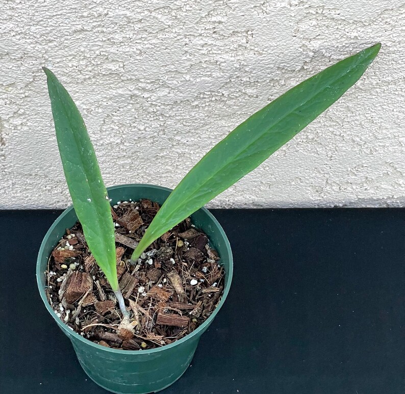 Hoya Sulawesiana in 4.25pot Rare Hoya Wax Plant Veined Attractive ...