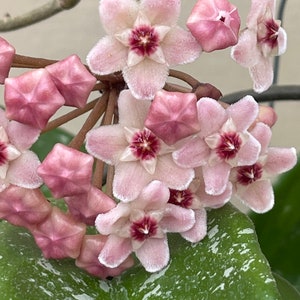 Hoya Dalton Henry Splash in 4.5”pots - Rare Hoya - Wax Plant ...