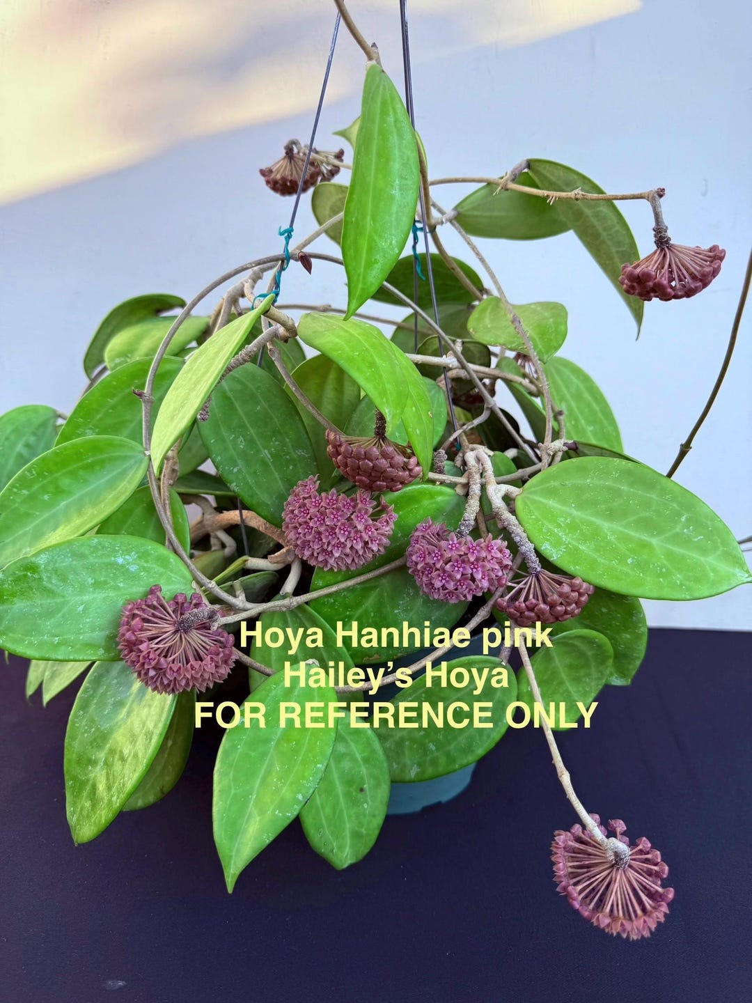 Hoya Hanhiae Pink in 6”pots - Rare Hoya - Wax Plant - Beautiful Scented ...