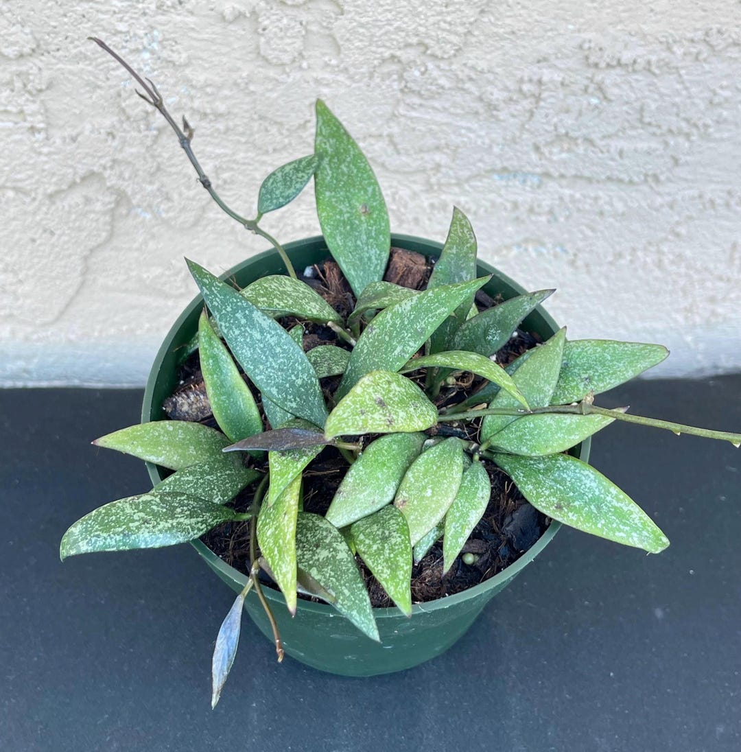 Hoya Parviflora Splash in 4.5”pot - Rare Hoya - Wax Plant - Attractive ...