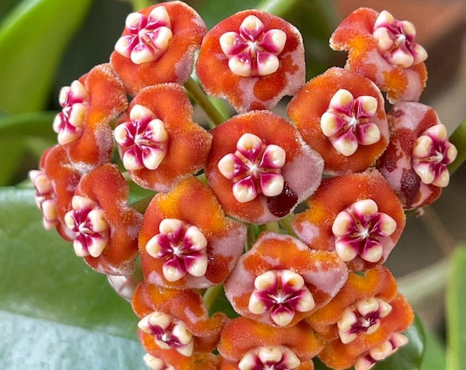 Hoya Meliflua in 4.5”pots - Rare Hoya - Wax Plant - Beautiful Scented ...