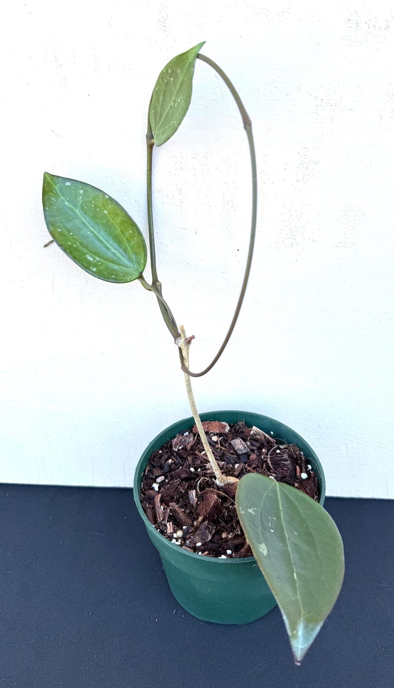 Hoya AH Black Magic in 4.5”pot - Rare Hoya - Wax Plant - Exact Plant ...