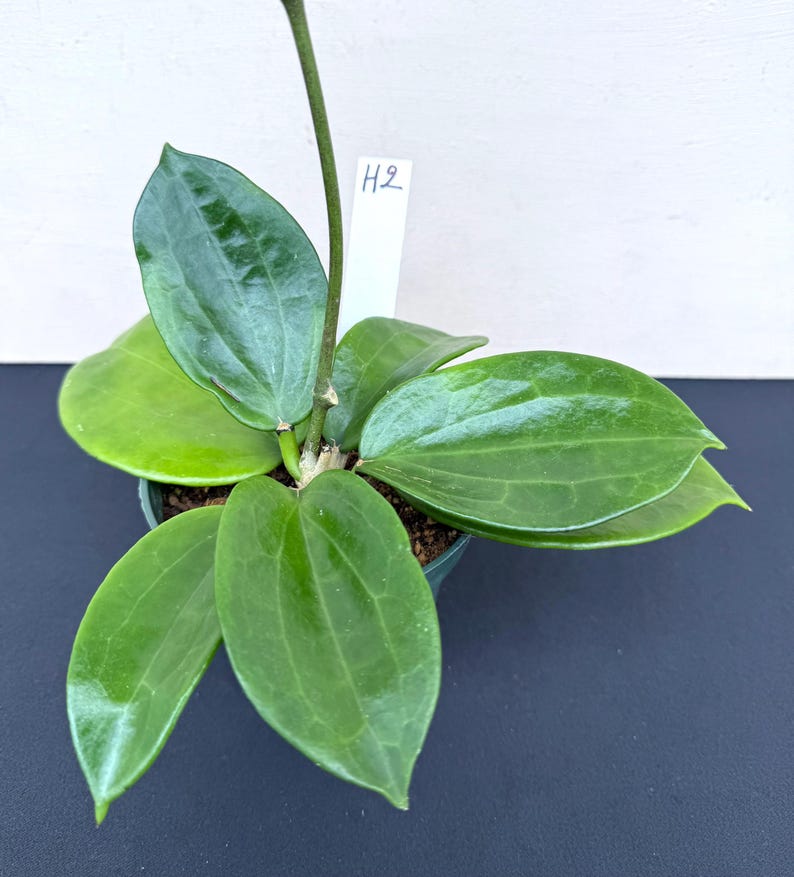 Rare Hoya Hanhiae Yellow in 4.5”pots - Wax Plant - Exact Plant ...