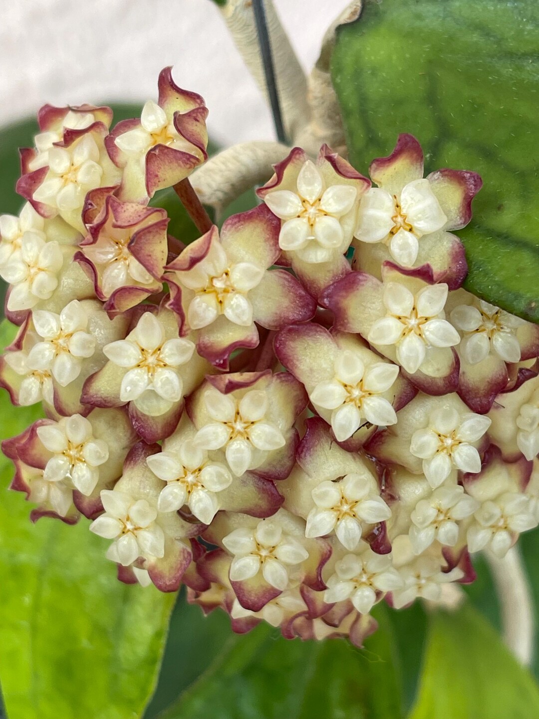 Hoya Jennifer in 4.5pots Rare Hoya Wax Plant Attractive Foliage ...