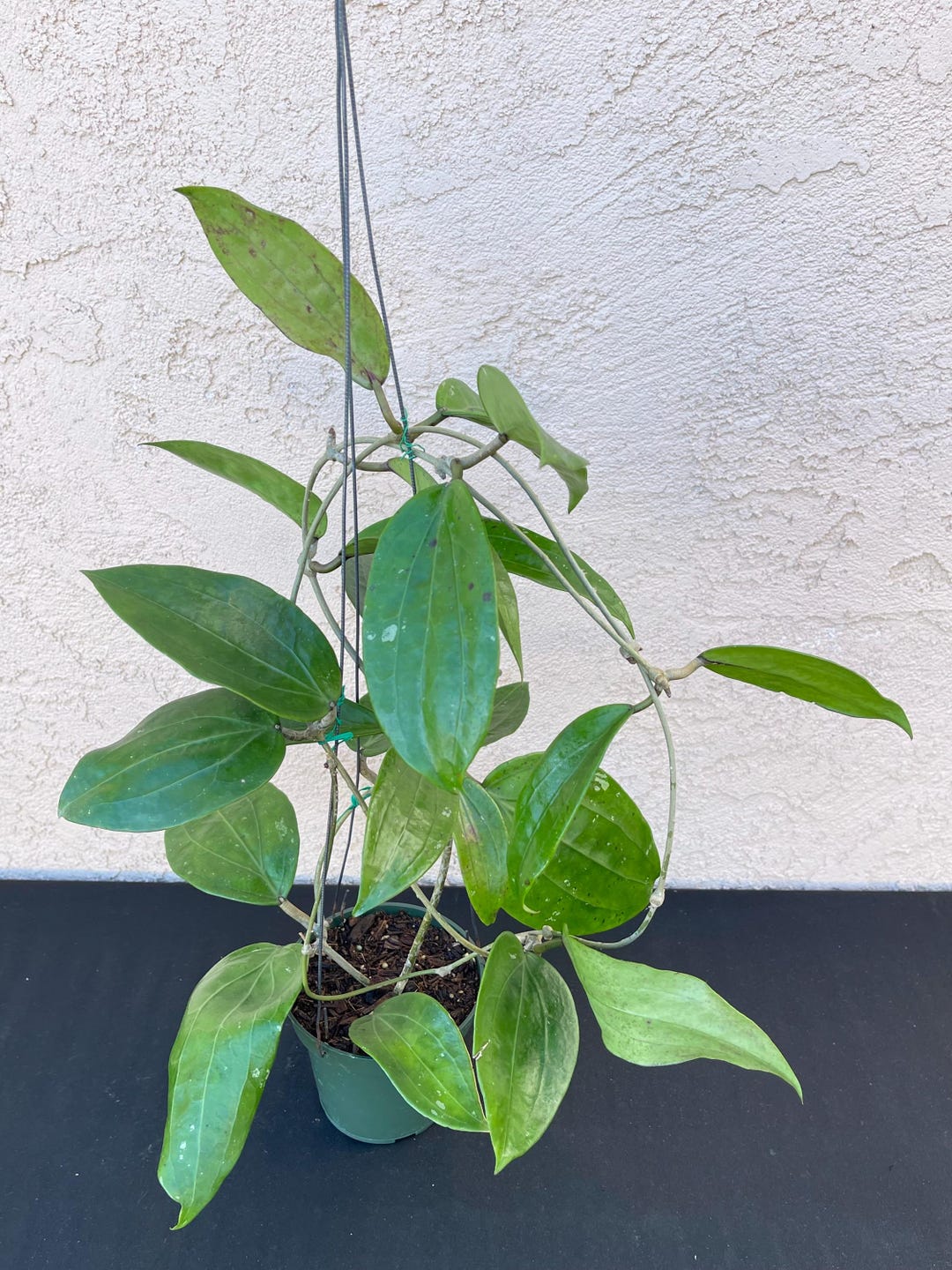 Hoya Rigida IML 1424 in 4.5pot Rare Hoya Wax Plant Attractive Foliage ...