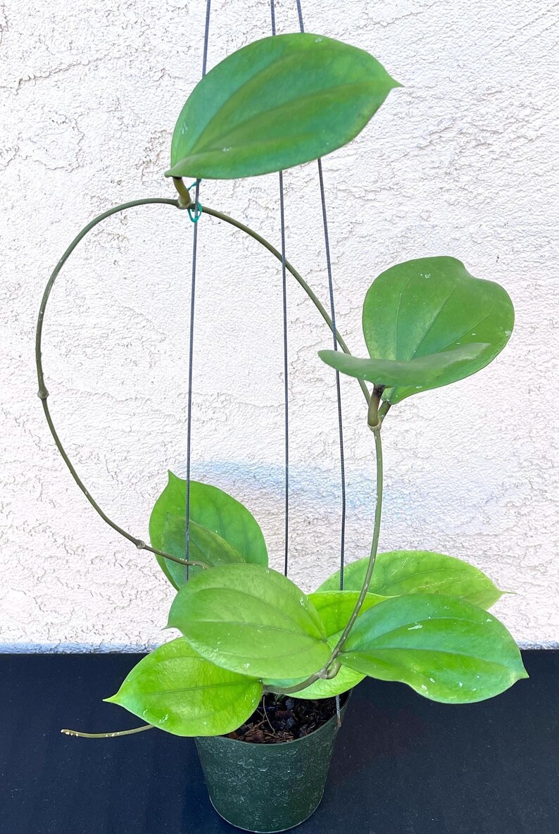Hoya Lambii in 4.5pot Rare Hoya Wax Plant Attractive Foliage ...