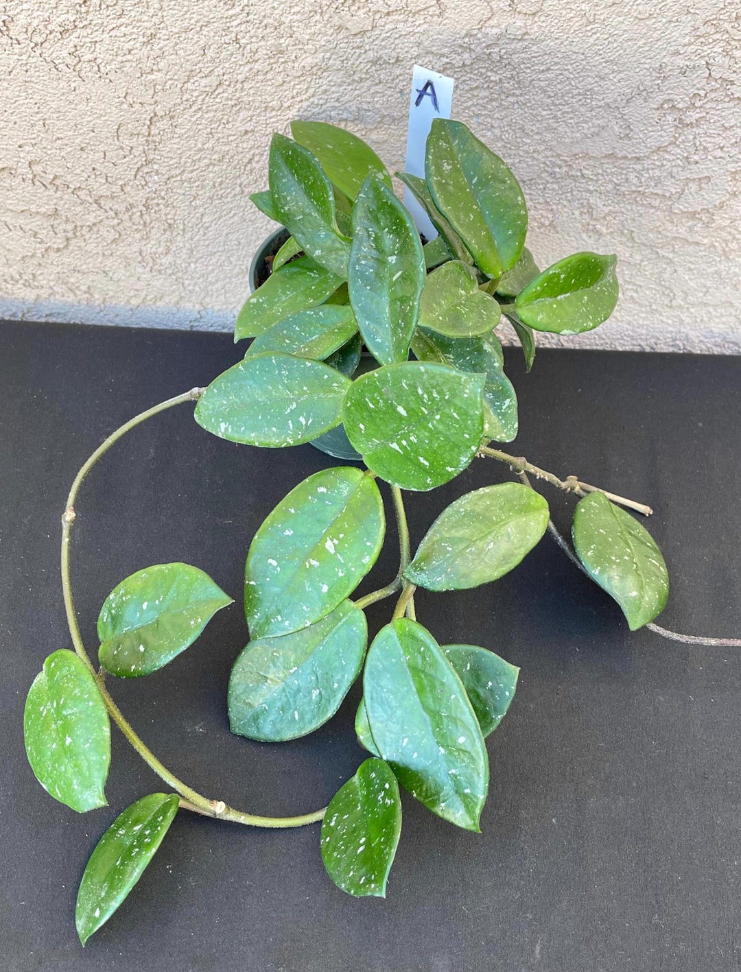 Hoya Millie Sms 019 in 4.5”pots - Rare Hoya - Wax Plant - Attractive ...