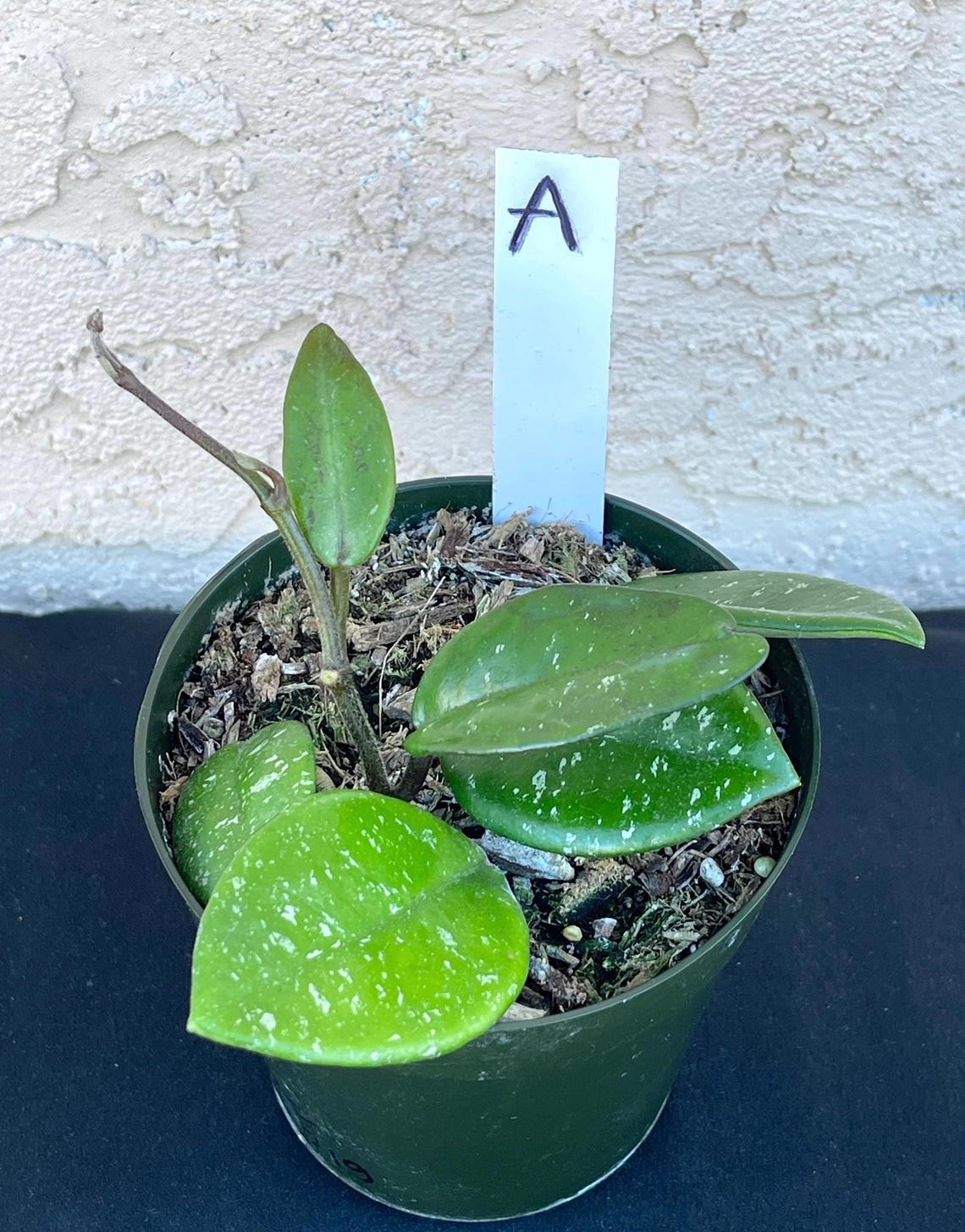 Hoya Millie Sms 019 in 4.5”pots - Rare Hoya - Wax Plant - Attractive ...