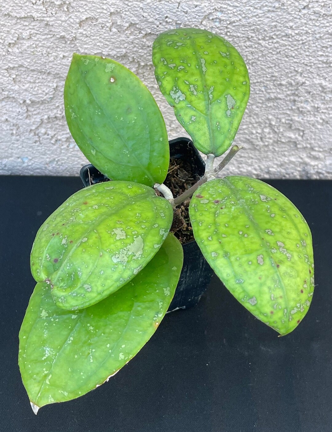 Hoya Sp. Aff. Vitellina IML 1348 in 3pot Rare Hoya Wax Plant Attractive ...