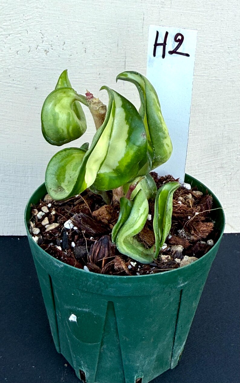Hoya Compacta Variegated “mauna Loa” in 3”pots - Rare Hoya - Wax Plant ...
