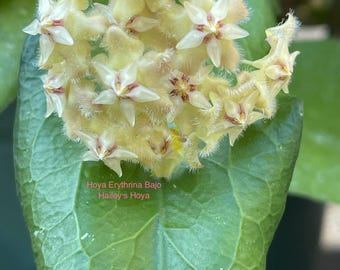 Hoya Sp.22 Khao Yai in 4.5”pot - Rare Hoya - Wax Plant - Exact Plant ...