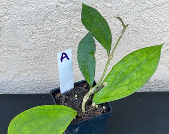 Hoya Cv. Jennifer Rare Hoya Plant - Etsy