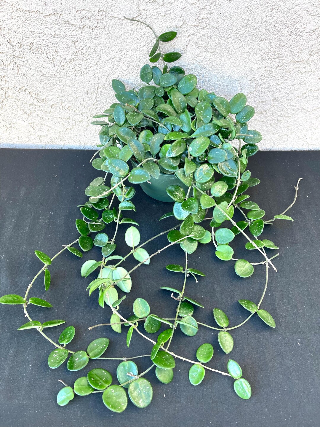 Hoya Mathilde in 6pot W/a Peduncle Rare Hoya Wax Plant Attractive ...