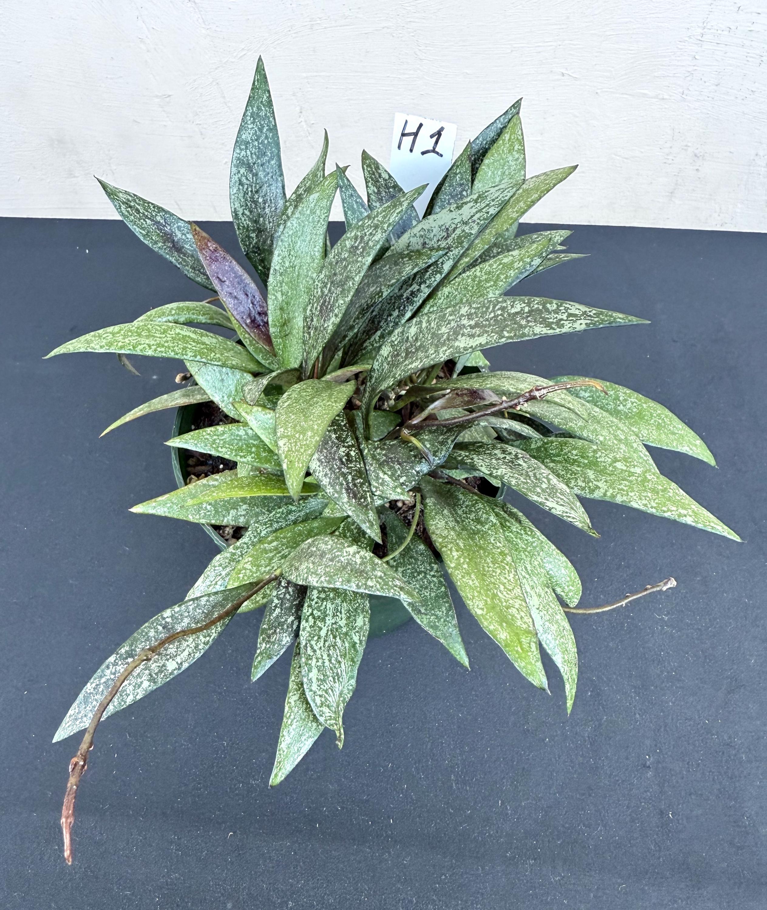 Hoya Parviflora Splash in 4.5”pots - Rare Hoya - Wax Plant - Attractive ...