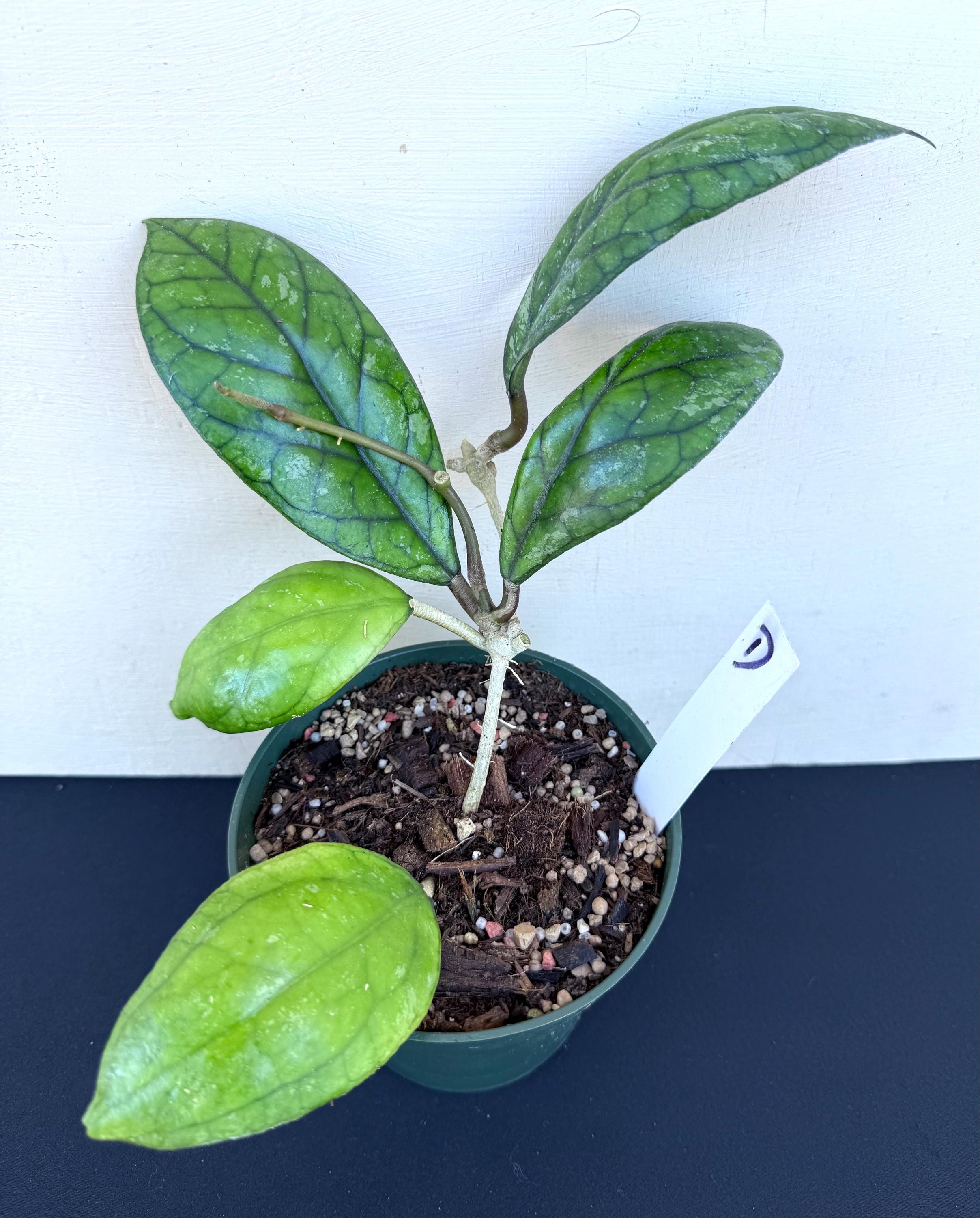 Hoya Irina in 4.5”pots - Rare Hoya - Wax Plant - Veined Attractive ...