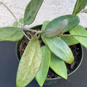 Hoya Silver Lady in 4.5pot Rare Hoya Wax Plant Attractive Foliage ...