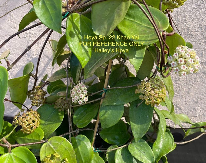 Hoya Sp.22 Khao Yai in 4.5”pot - Rare Hoya - Wax Plant - Attractive ...