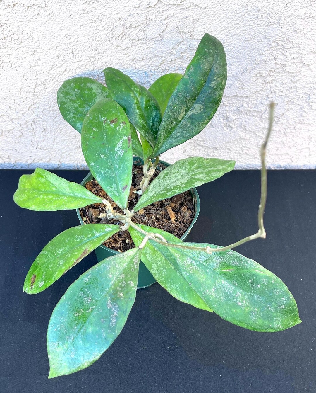Hoya Chicken Farm in 4.5pot Rare Hoya Wax Plant Attractive Foliage ...
