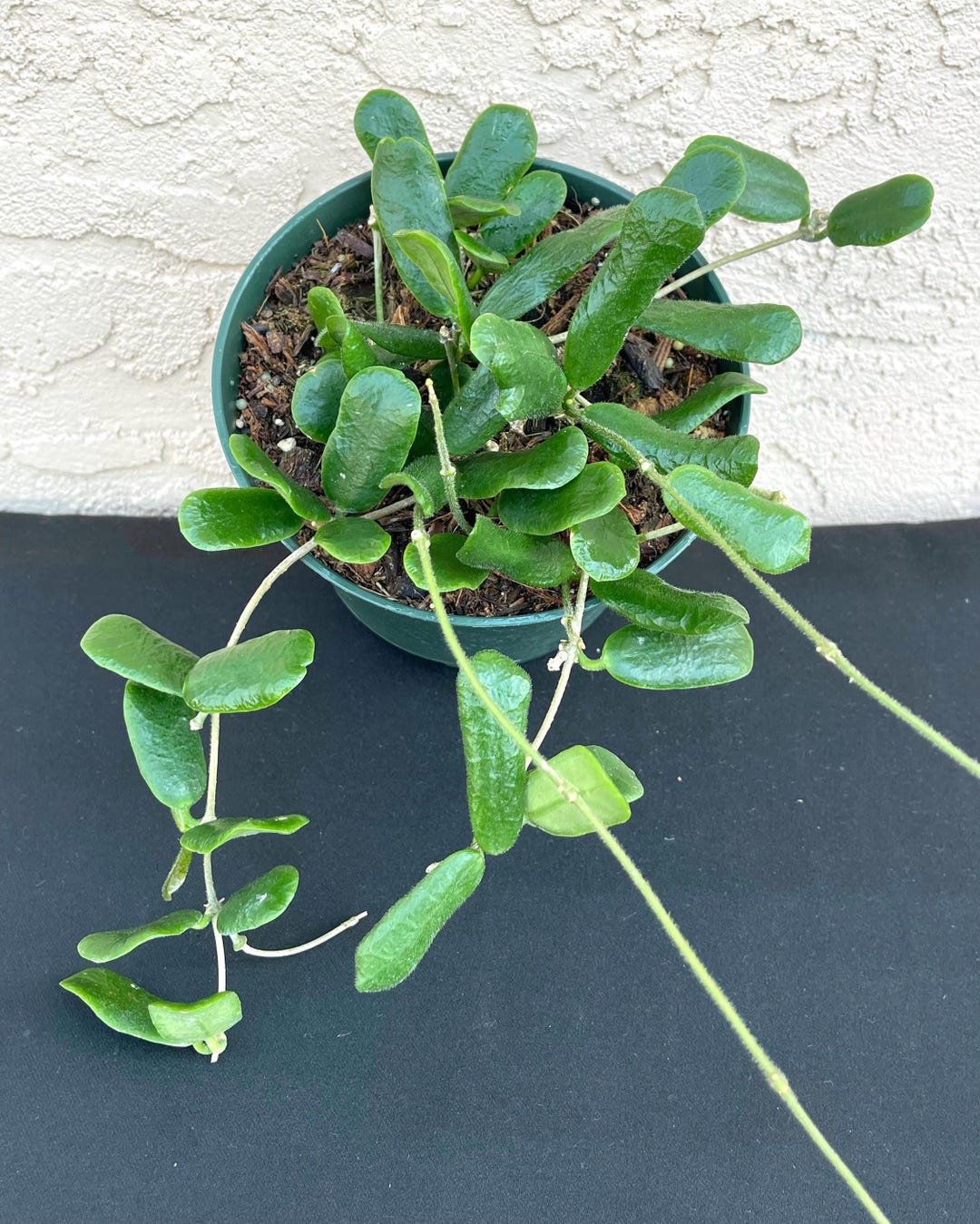 Hoya Rotundiflora in 6pot Rare Hoya Wax Plant Attractive Foliage ...