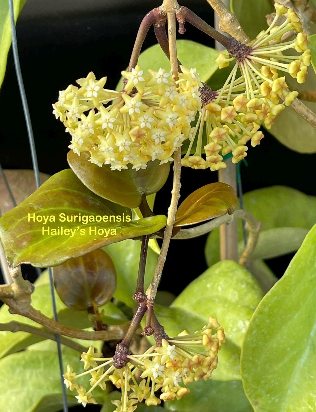 Hoya Surigaoensis in 4.5”pots - Rare Hoya - Wax Plant - Attractive ...