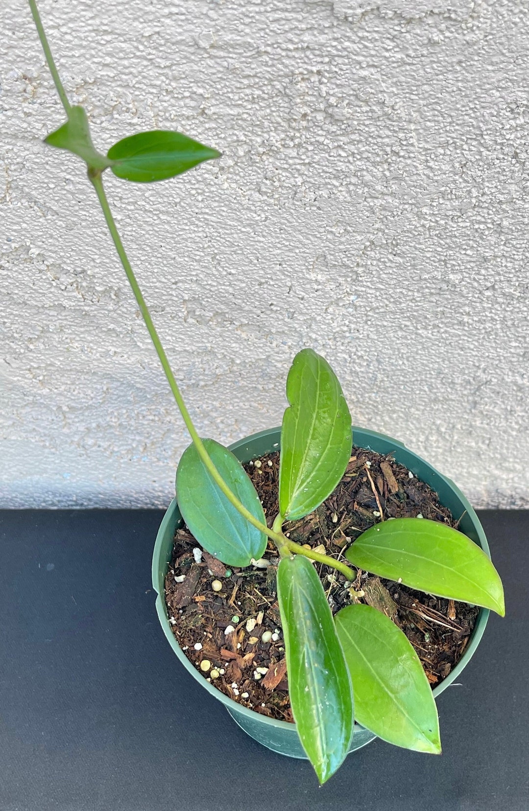 Hoya Erythrina X Jennifer in 4.5”pot - Rare Hoya - Wax Plant ...