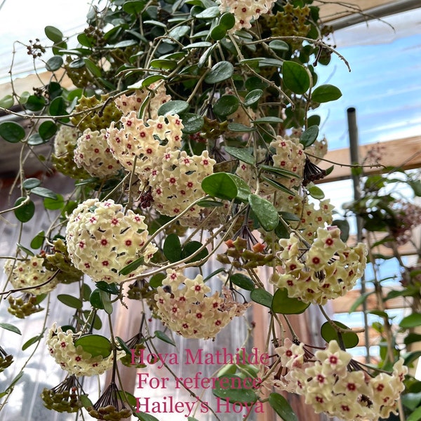 Hoya Mathilde - Etsy