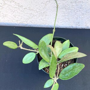 Hoya Silver Lady in 4.5pot Rare Hoya Wax Plant Attractive Foliage ...