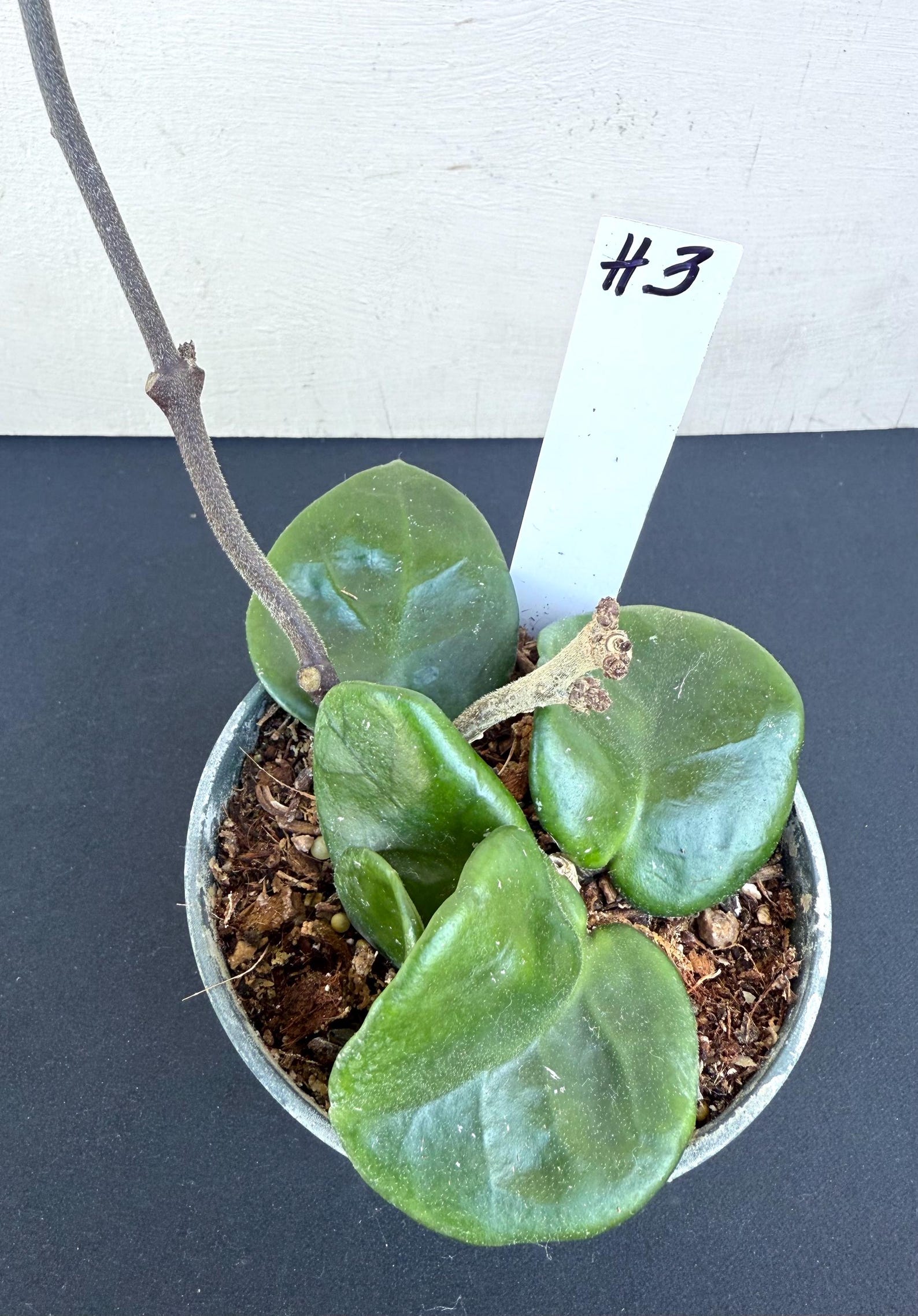 Hoya Chelsea in 4”pots - Rare Hoya - Wax Plant - Beautiful Scented ...
