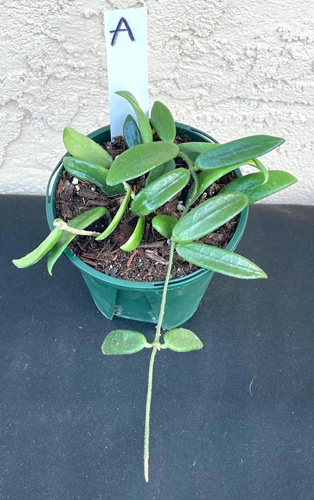 Hoya Lyi in 4”pots - Rare Hoya - Wax Plant - Attractive Foliage ...