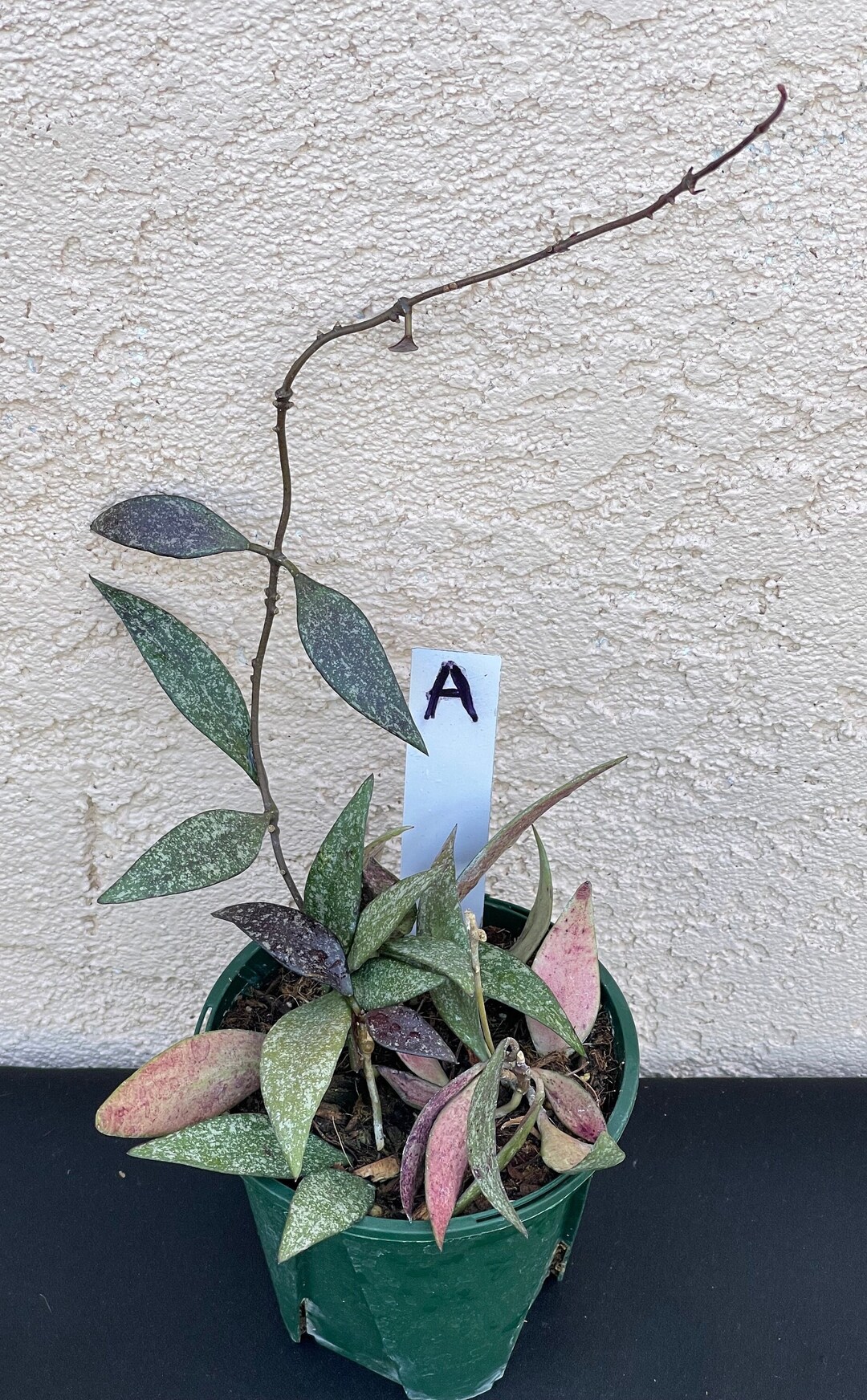 Hoya Parviflora Splash in 4pots Rare Hoya Wax Plant Attractive Foliage ...