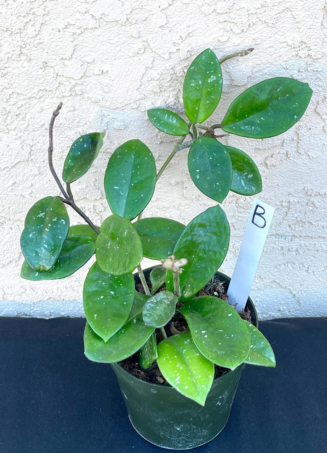 Hoya Millie Sms 019 in 4.5”pots - Rare Hoya - Wax Plant - Attractive ...