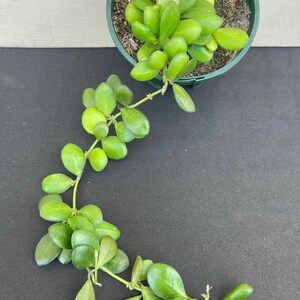 Hoya Panchoi in 4”pot - Rare Hoya - Wax Plant - Exact Plant - Beautiful ...
