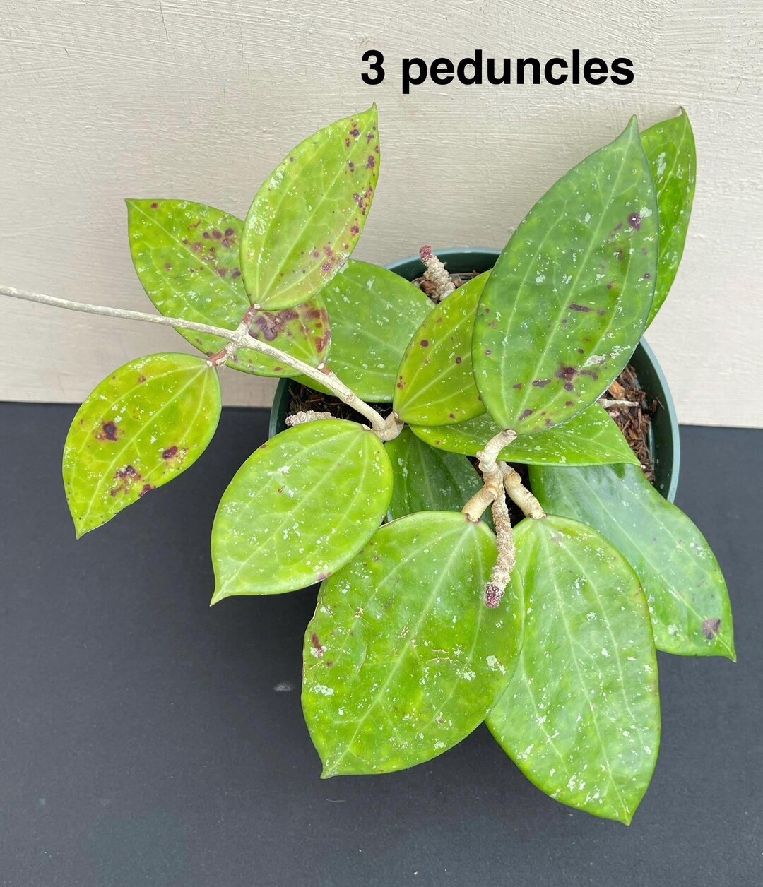 Hoya Hanhiae Purple in 6”pot - Rare Hoya - Wax Plant - Beautiful ...