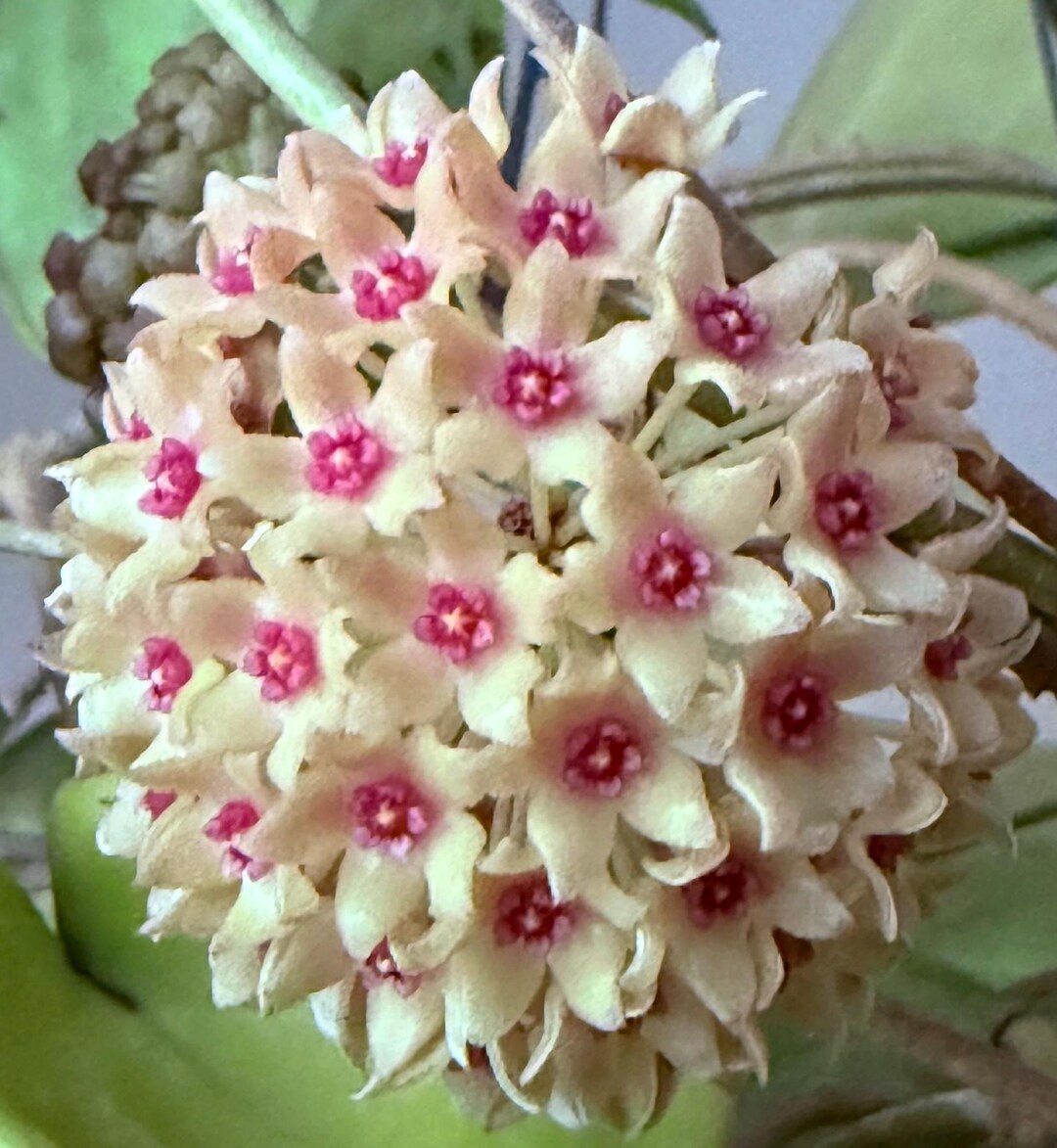 Rare Hoya Hanhiae Yellow in 5”pot - Wax Plant - Exact Plant - Beautiful ...