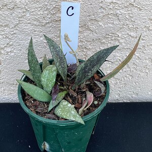 Hoya Parviflora Splash in 4pots Rare Hoya Wax Plant Attractive Foliage ...