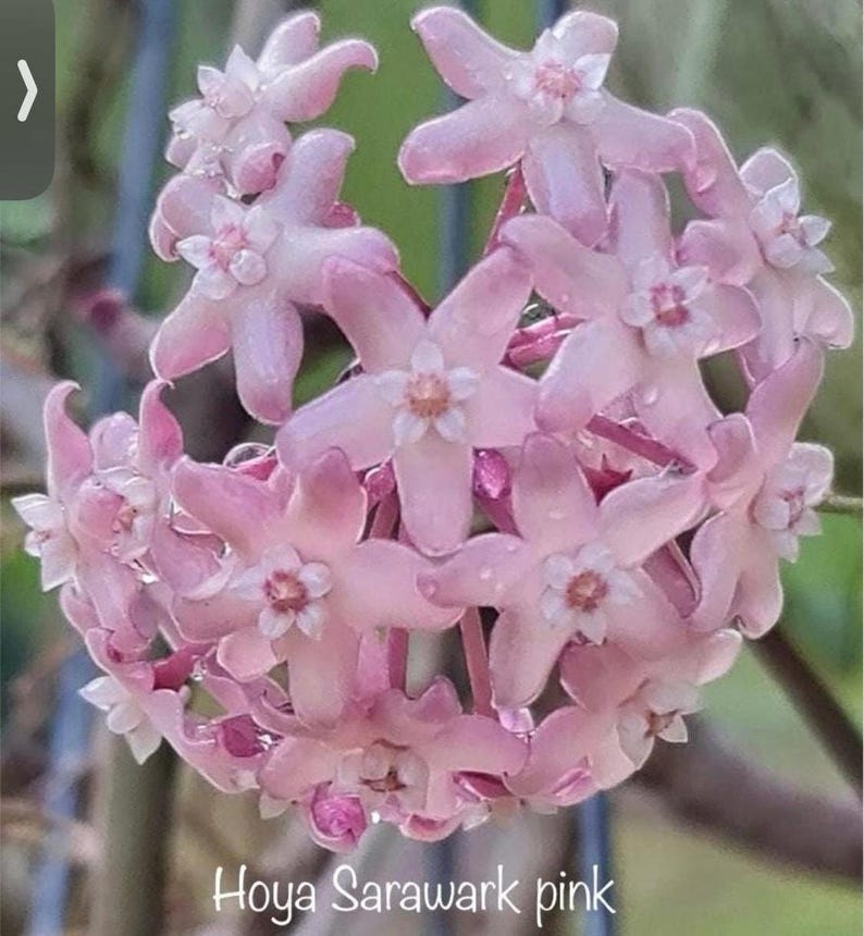 Hoya Sarawak Pink in 4.5”pots - Rare Hoya - Wax Plant - Veined ...