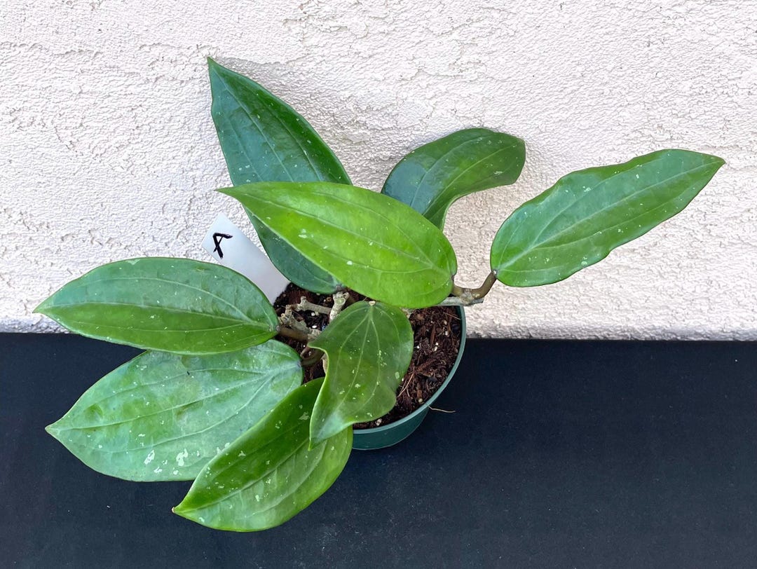 Hoya Rigida IML 1424 in 4.5pots Rare Hoya Wax Plant Attractive Foliage ...