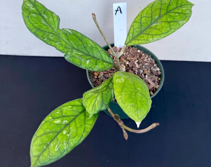 Hoya Irina in 4.5”pots - Rare Hoya - Wax Plant - Veined Attractive ...