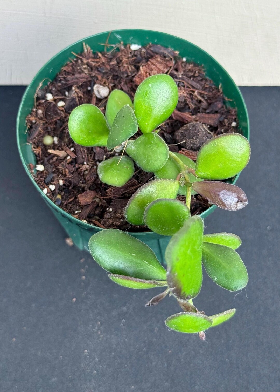 Hoya Panchoi in 3”pot - Rare Hoya - Wax Plant - Exact Plant - Beautiful ...