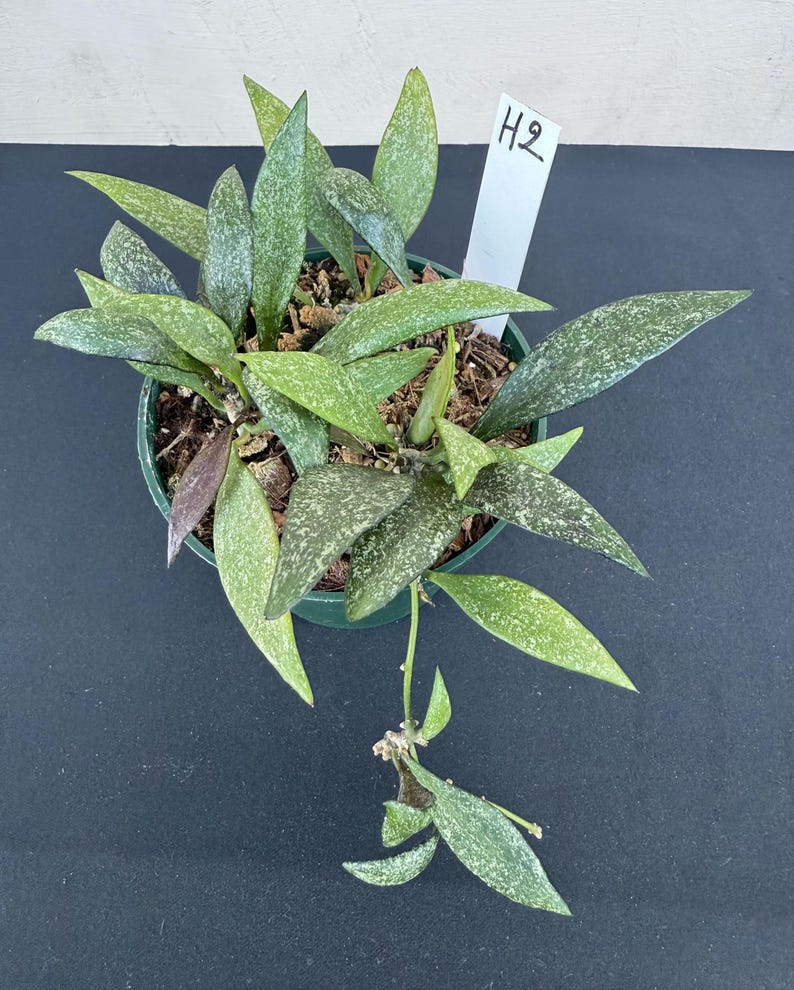 Hoya Parviflora Splash in 4.5”pots - Rare Hoya - Wax Plant - Attractive ...