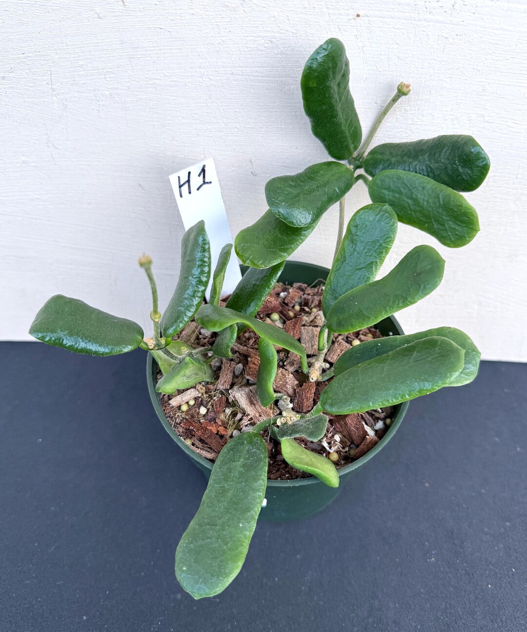 Hoya Rotundiflora in 4.5”pots - Rare Hoya - Wax Plant - Attractive ...