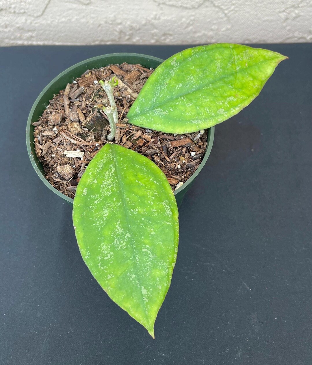 Hoya Chicken Farm in 4.5”pot - Rare Hoya - Wax Plant - Attractive ...