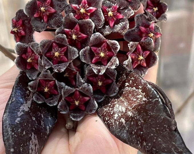 Hoya Pubicalyx Royal Hawaiian Purple in 4.5pots Rare Hoya Wax Plant ...