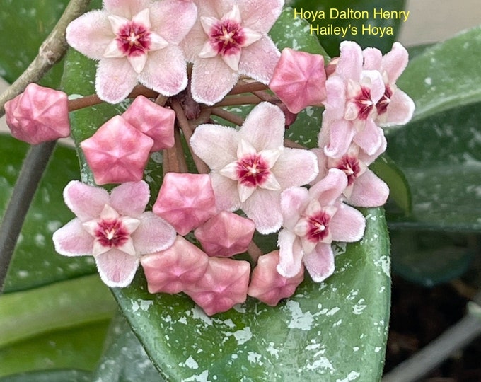 Hoya Dalton Henry Splash in 4.5”pot - Rare Hoya - Wax Plant - Beautiful ...