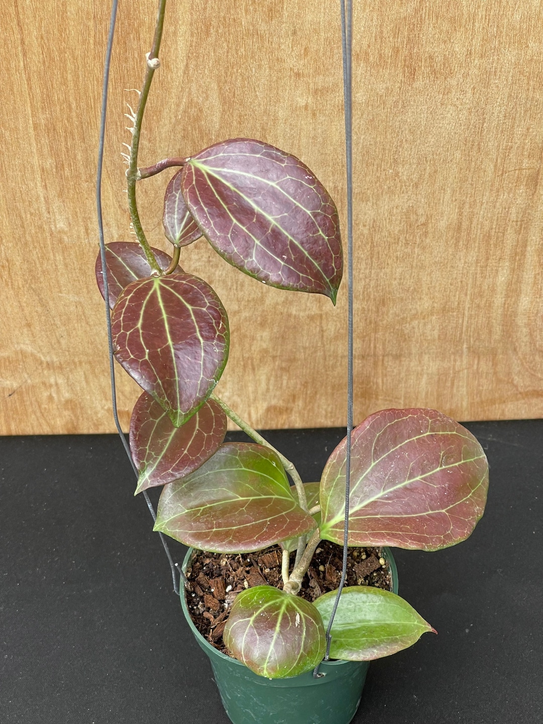 Hoya Quinquenervia in 4.25pot Rare Hoya Wax Plant veined - Etsy