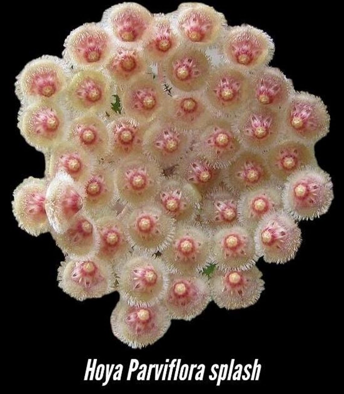 Hoya Parviflora Splash in 4.5”pots - Rare Hoya - Wax Plant - Attractive ...