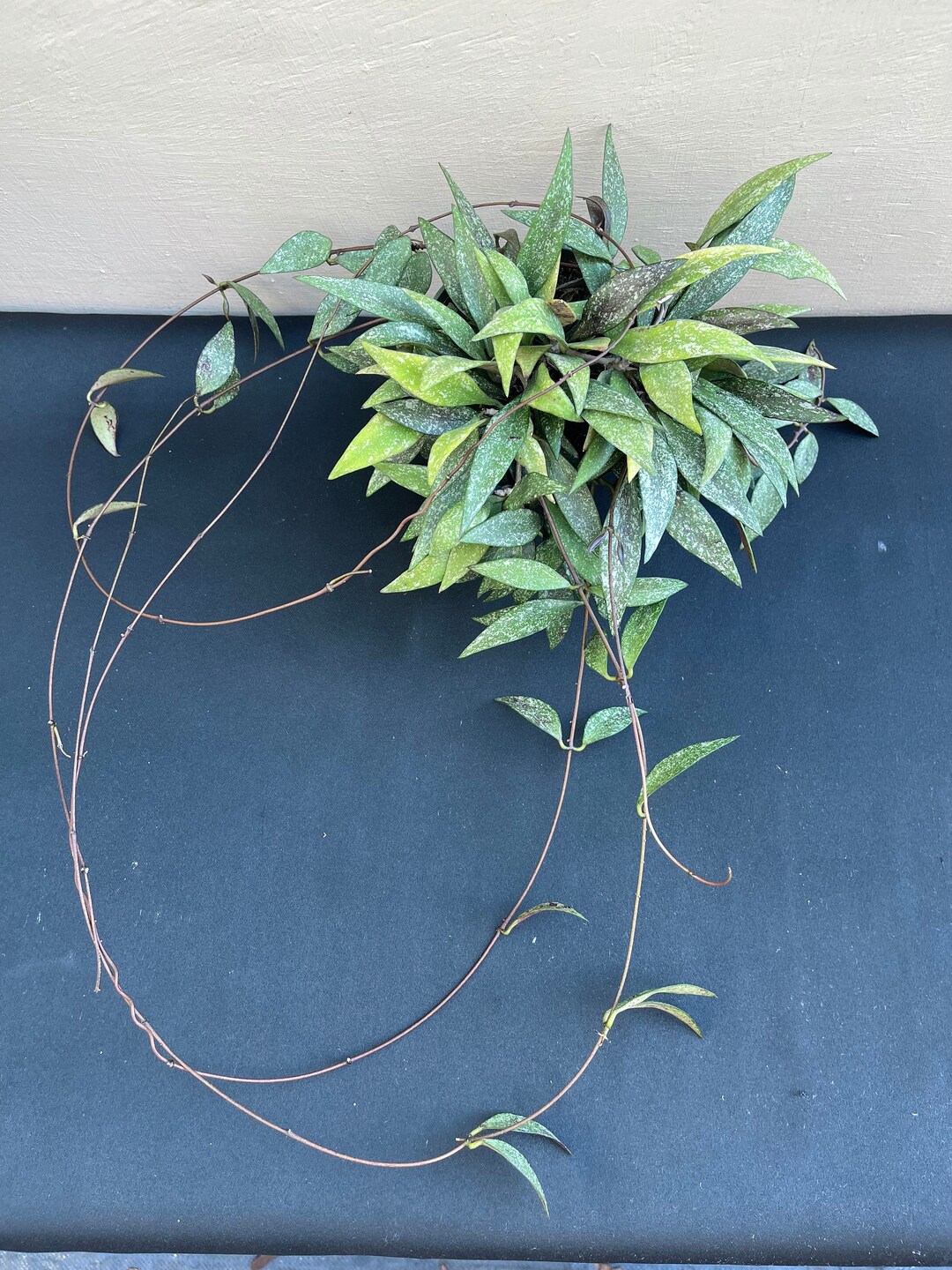 Hoya Parviflora Splash 4.25pot, Peduncles Rare Hoya Wax Plant ...