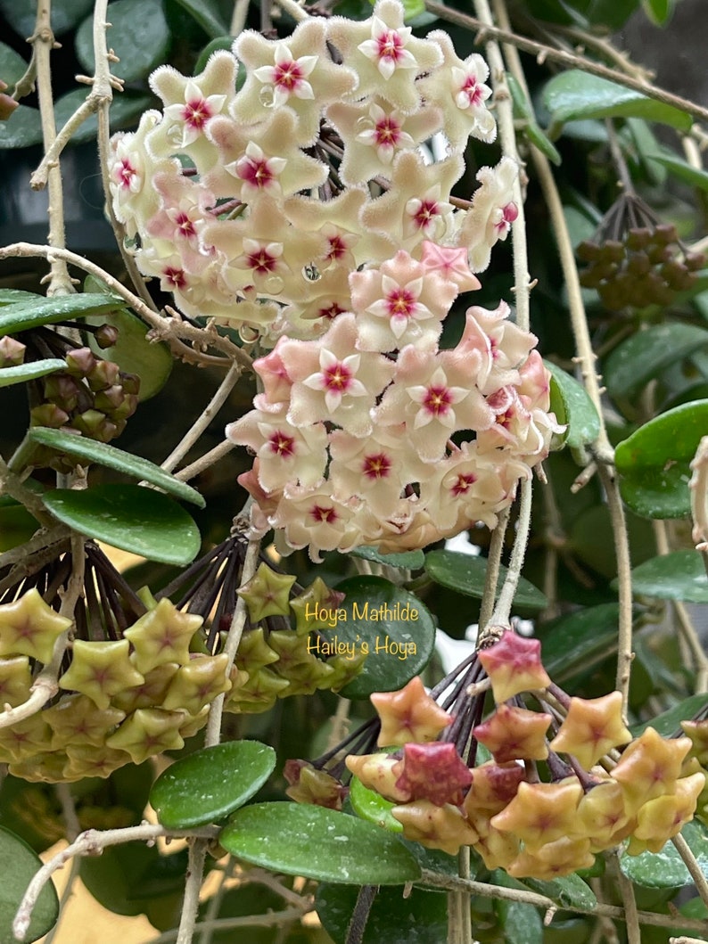 Hoya Mathilde in 8”pot, W/20+ Peduncles - Rare Hoya - Wax Plant ...