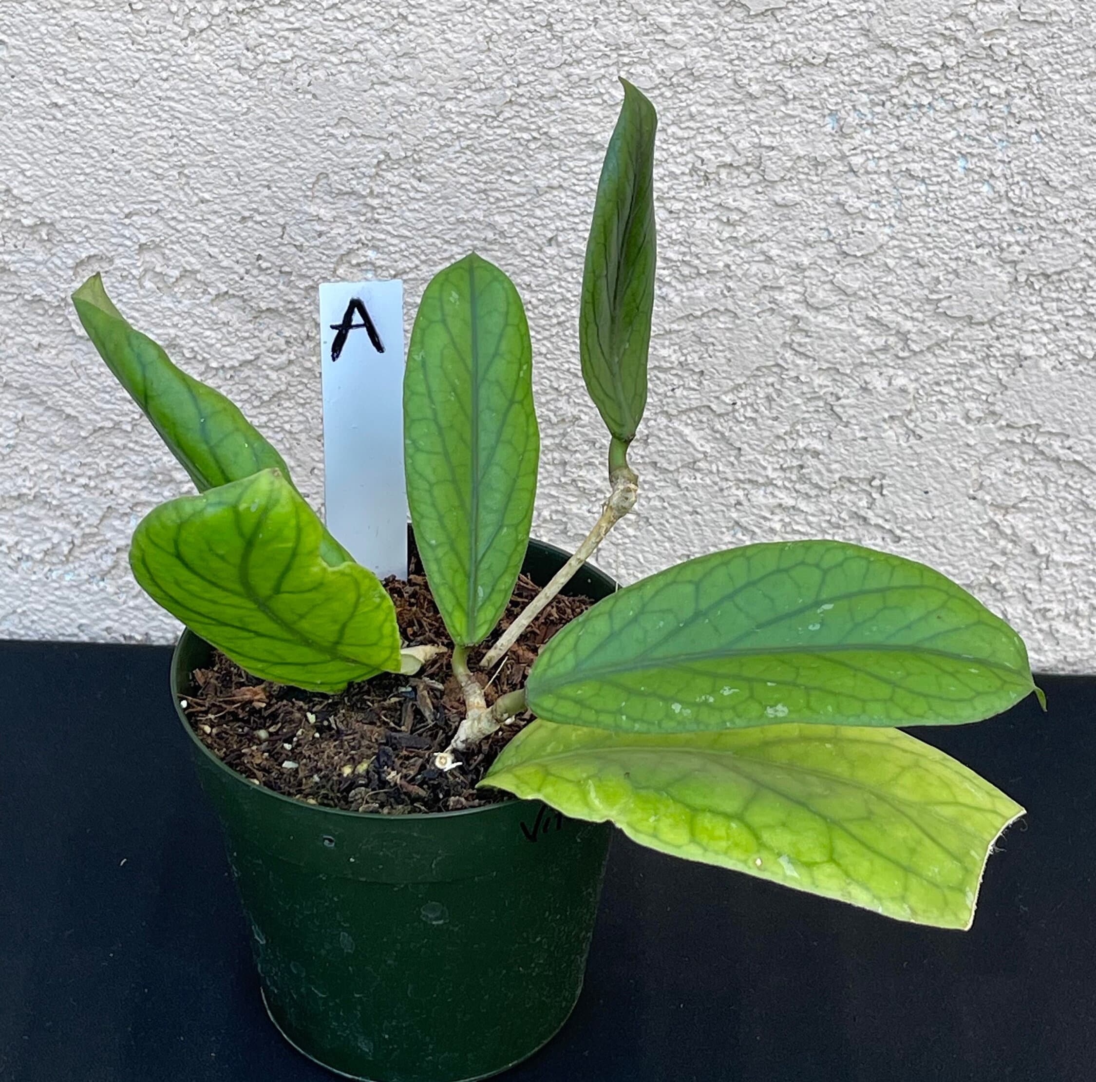 Hoya Vitellinoides in 4.5pots Rare Hoya Wax Plant Veined Attractive ...